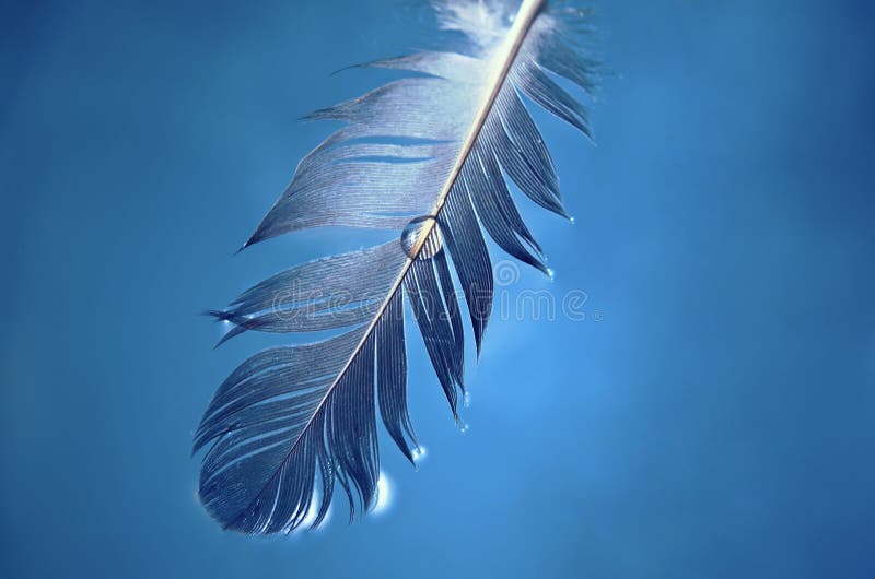 A drop on a feather stock photo. Image of feather, background - 50345042