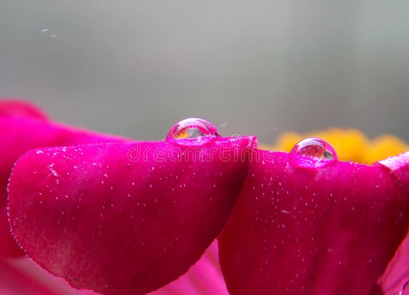 Drop on the flower stock photo. Image of nature, reflection - 125184666