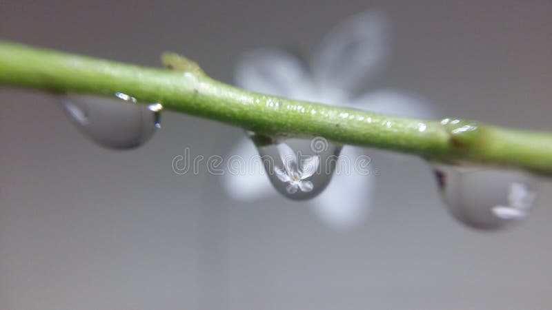 Drop of flower stock photo. Image of flower, macro, drop - 125715716