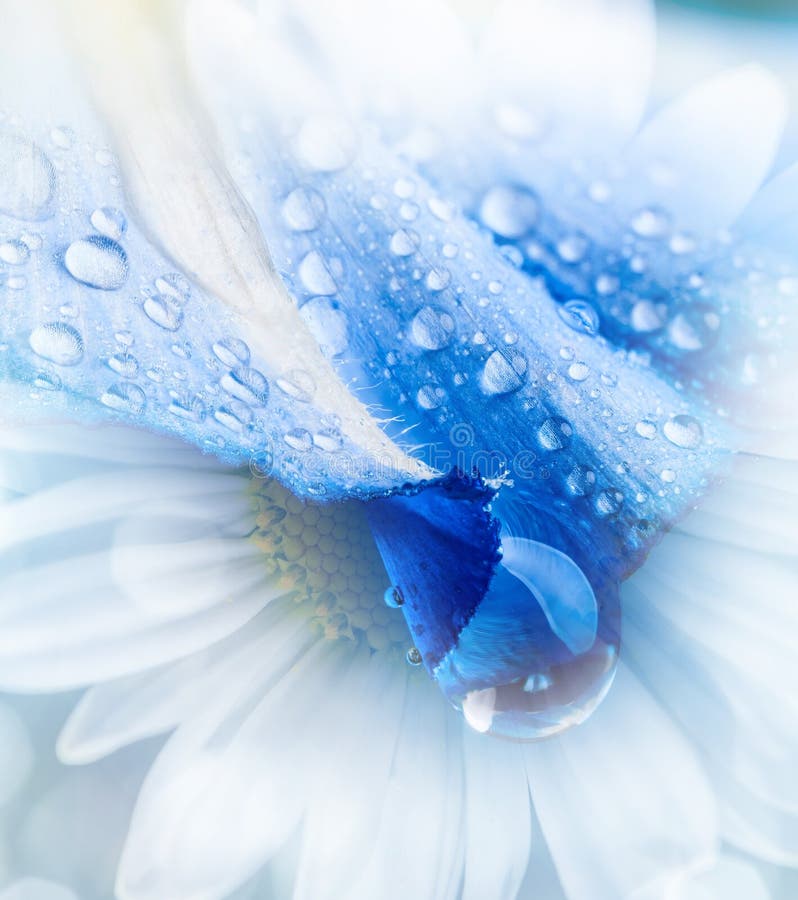 Drop stock image. Image of drop, beauty, closeup, macro - 55638111