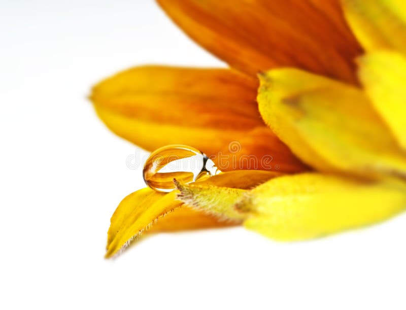 Drop on flower petals stock photo. Image of floral, plant - 16491250