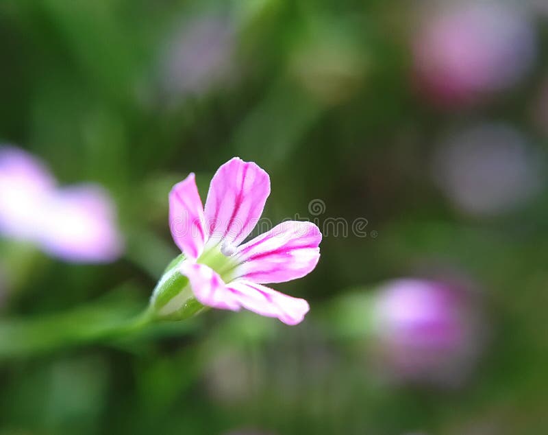 Drop on flower stock image. Image of garden, wallpaper - 48454363