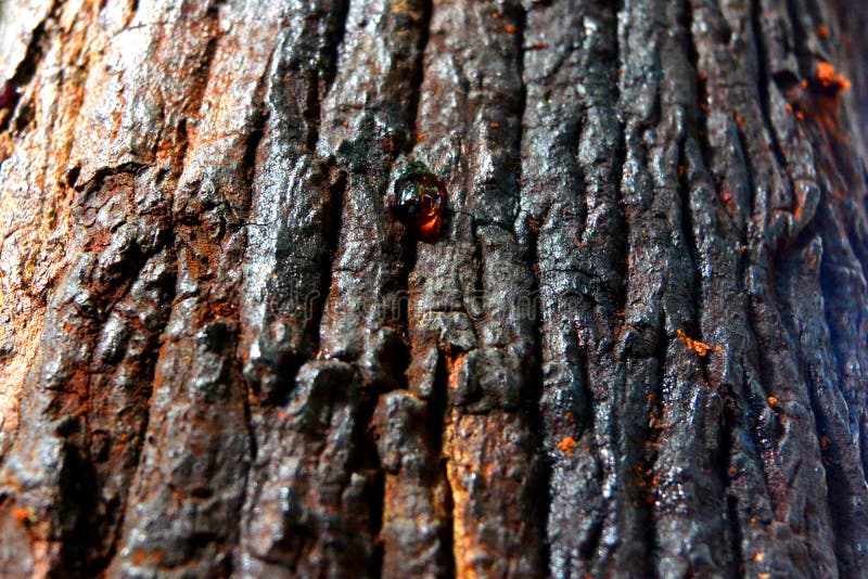 Wood with pine tar stock photo. Image of rustic, good - 77529344