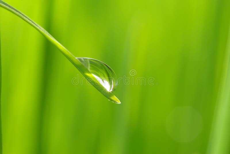Drop on grass stock photo. Image of ornamental, herb, drops - 7155344