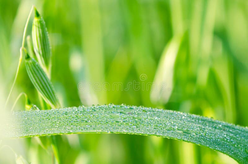 Drop on the grass stock photo. Image of green, outdoors - 25471008
