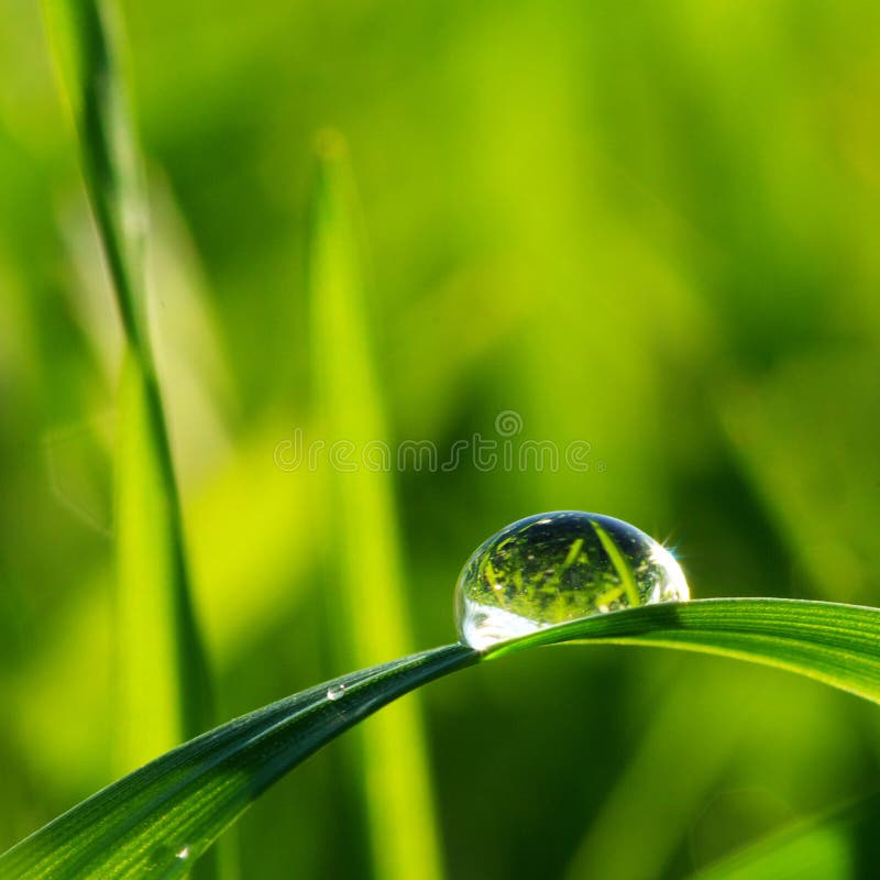 Drop on grass stock photo. Image of ornamental, herb, drops - 7155344