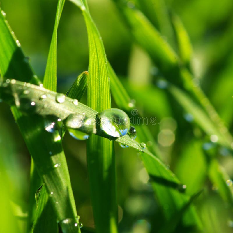 Drop on grass stock photo. Image of ornamental, herb, drops - 7155344