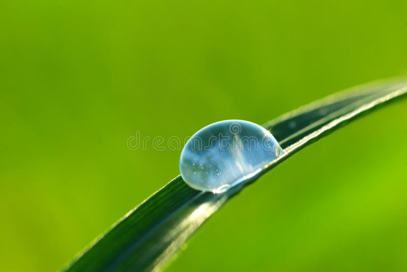 Drop on grass stock photo. Image of ornamental, herb, drops - 7155344