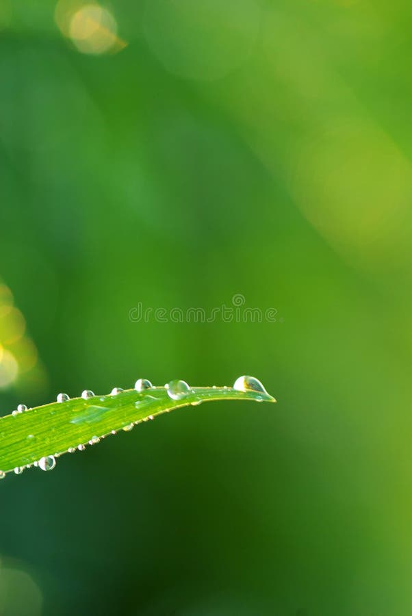 Drop On Grass Picture. Image: 7831065