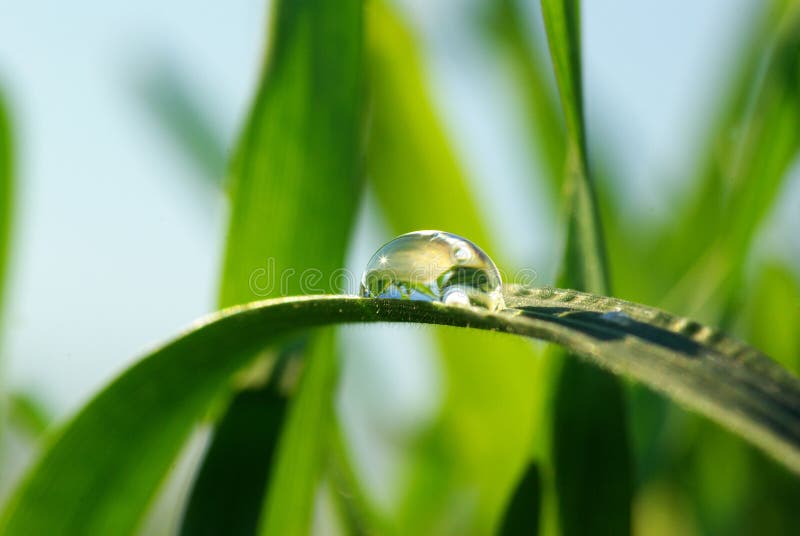 Drop on grass stock photo. Image of ornamental, herb, drops - 7155344