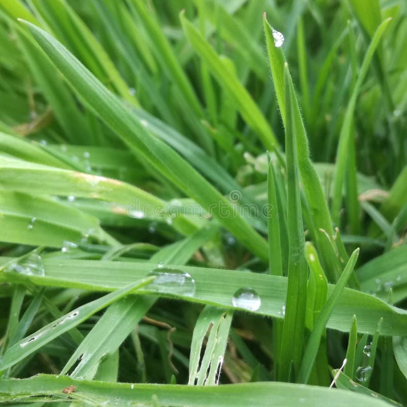 Drop on the grass stock photo. Image of grass, drop - 103956614