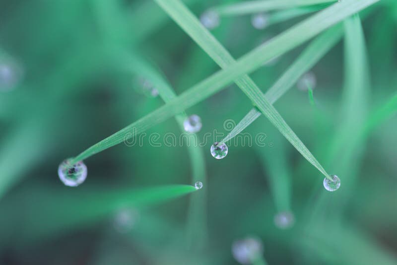 A drop on a grass stock photo. Image of micro, grass - 119294982