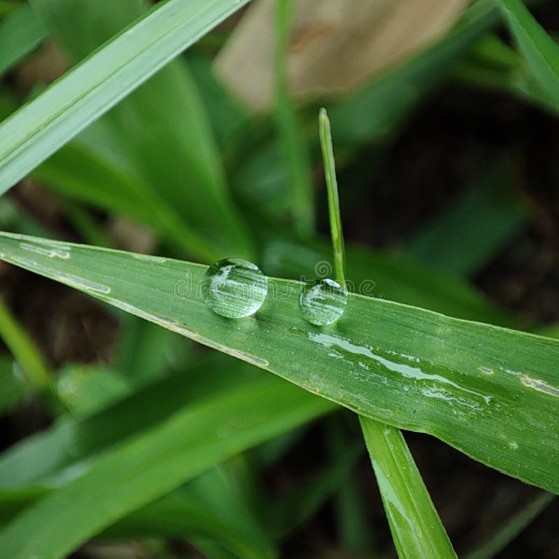 Drop on grass stock photo. Image of ornamental, herb, drops - 7155344