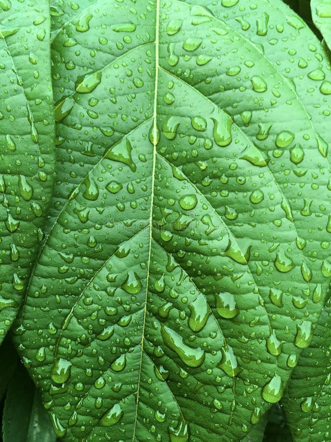 Drop on green leaves stock image. Image of drop, leaves - 196096615