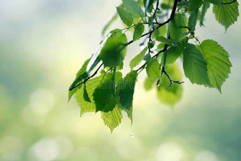 Drop and Green Leaves of Tree Stock Photo - Image of rays, landscape ...