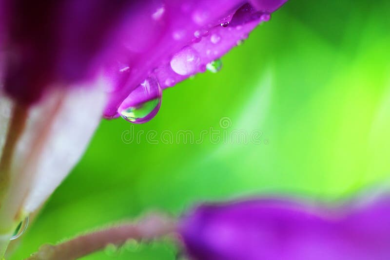 Drop stock photo. Image of beauty, dandelion, growth - 79191508