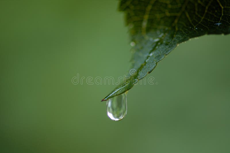 Drop hanging on leaf tip stock image. Image of herb, nature - 3086345
