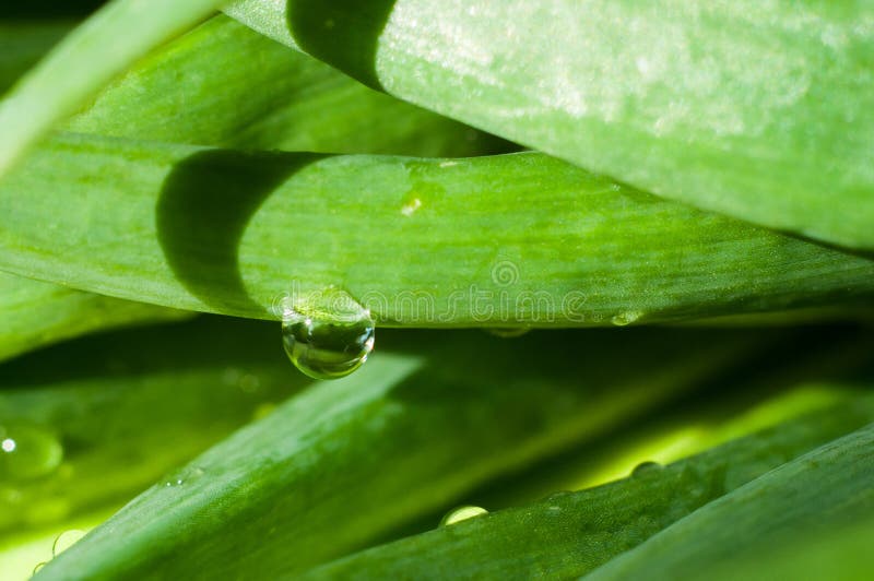 A Drop Hanging from a Stalk of Green Onions on a Green Kitchen Board ...