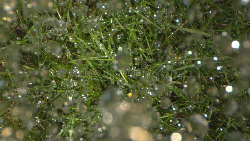 Drop of Heavy Rain Falling Down on the Ground in the Forest Shot on ...