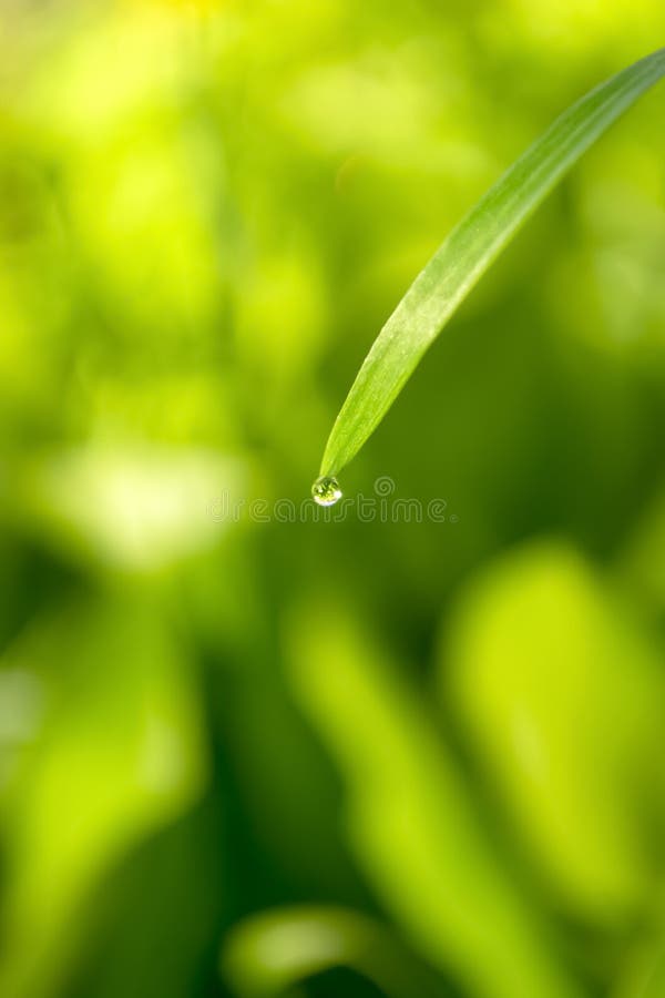 A Drop Hung on the Tip of the Grass. a Drop of Water on the Edge of the ...