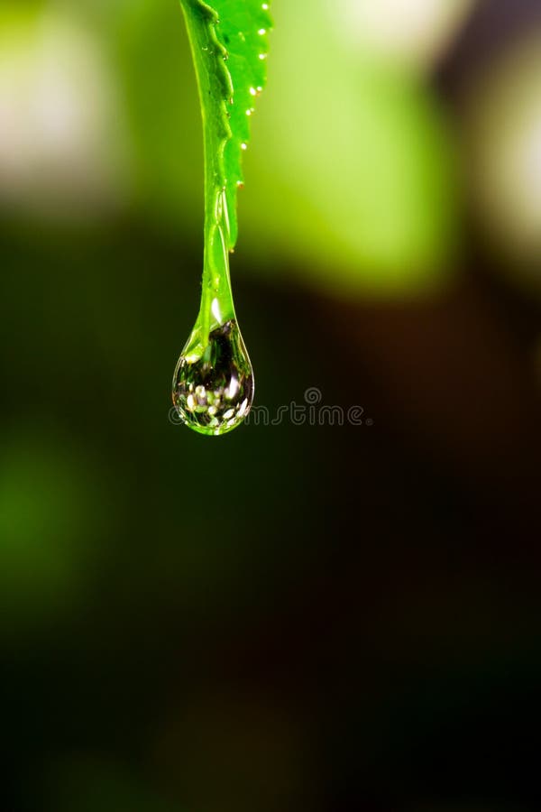 Drop on the leaf. stock image. Image of background, drop - 10431383
