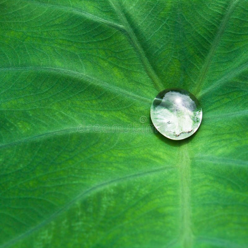 Drop on leaf stock image. Image of droplet, leaf, exotic - 15255537