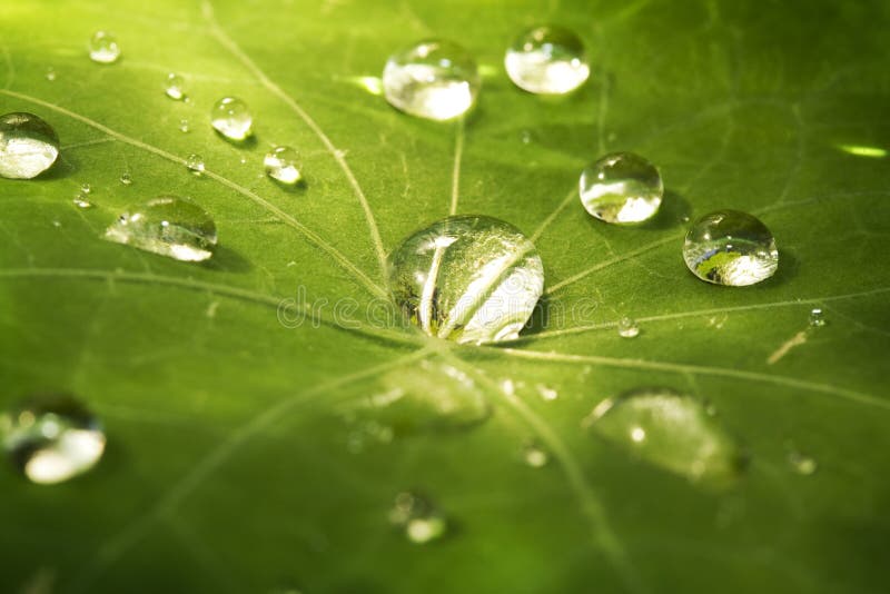 Drop on leaf stock photo. Image of macro, conservation - 28881420