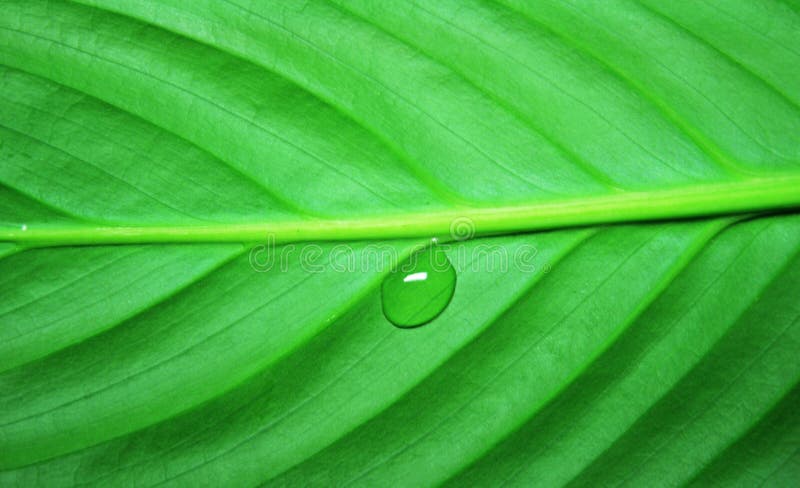 Drop on a leaf stock photo. Image of light, nature, healthcare - 4259216