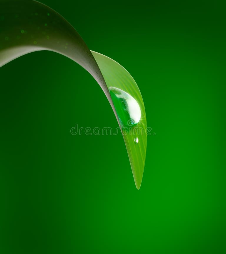 Concentric Leaf Stock Illustrations – 9,471 Concentric Leaf Stock ...