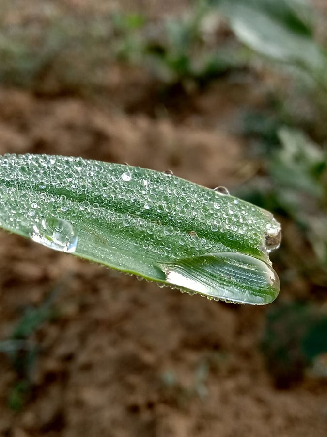 Drop on leaf stock photo. Image of drop, creation, nature - 136898140