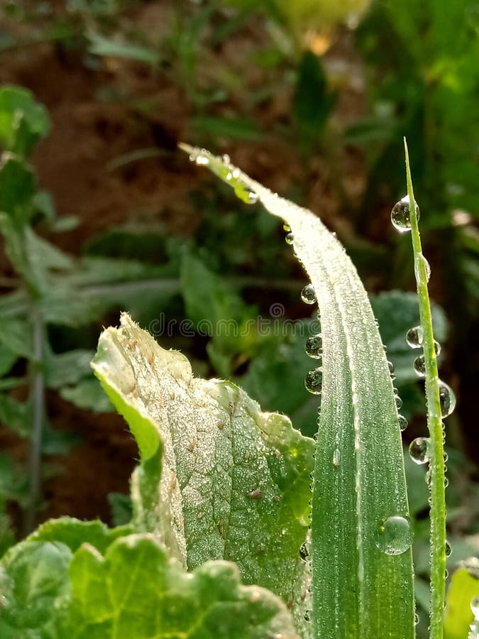 Drop on leaf stock photo. Image of drop, creation, nature - 136898186