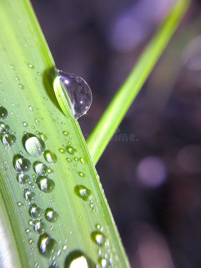 Drop on leaf stock photo. Image of light, green, water - 48134866