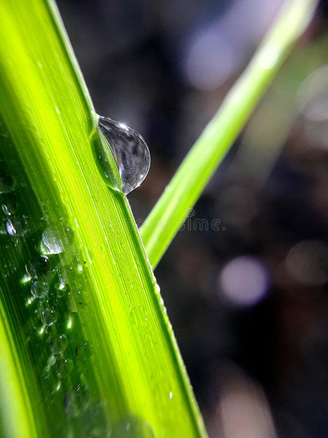 Drop on leaf stock image. Image of color, closeup, life - 47994149