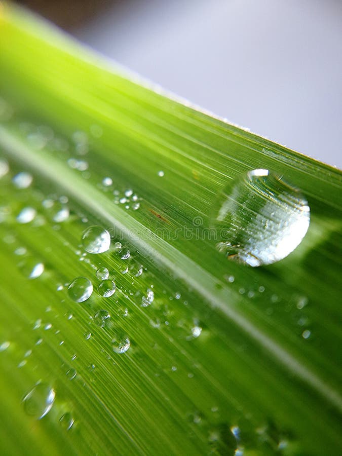 Drop on leaf stock photo. Image of droplets, liquid, flora - 48858144