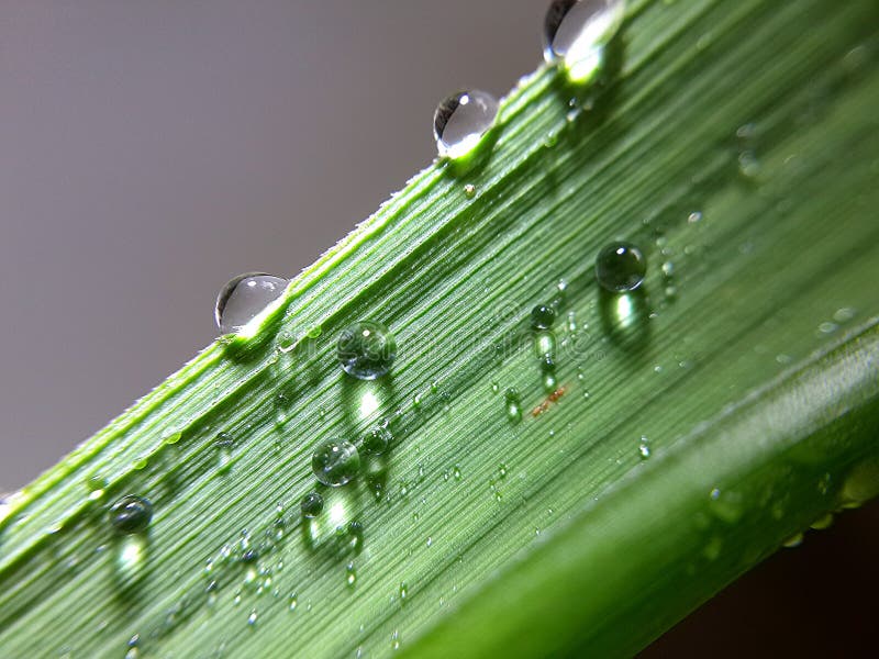 Drop on leaf stock image. Image of drops, freshness, growth - 48858337