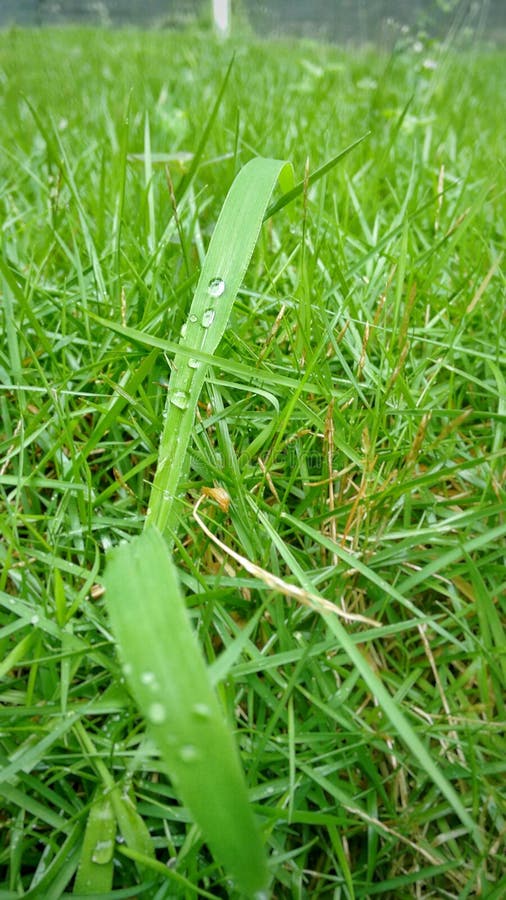 Drop on the leaf stock photo. Image of grass, drop, leaf - 152350406