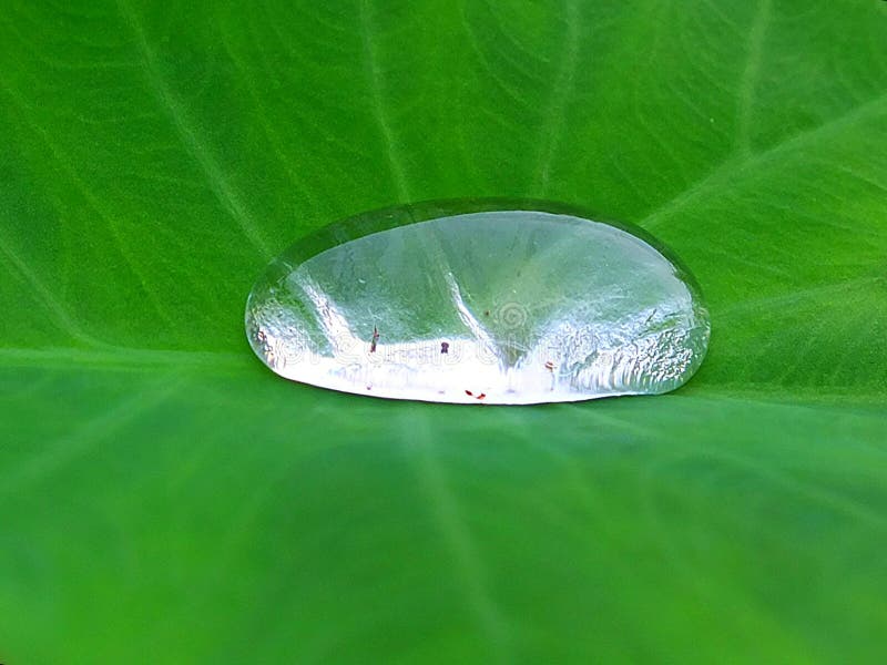 Drop stock photo. Image of drop, leaf, water, nature - 46139430