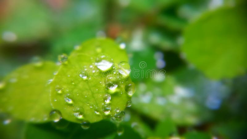 Drop stock photo. Image of color, garden, meadow, growth - 46139518