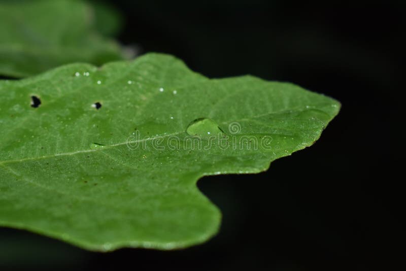 Drop on leaf stock image. Image of little, love, beautiful - 100608445