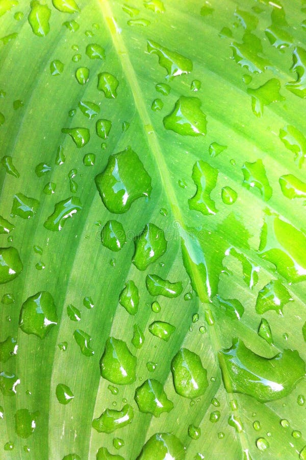 Drop on leaves stock photo. Image of leaf, garden, focus - 45078006