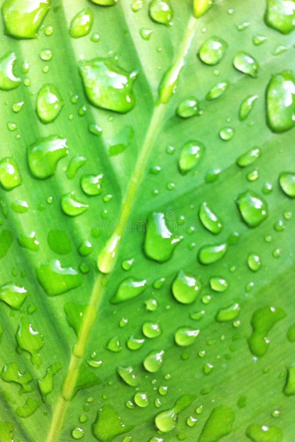 Drop on leaves stock image. Image of focus, nature, mobilestock - 45081141
