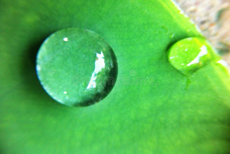 Drop on leaves stock image. Image of green, plant, focus - 45895525