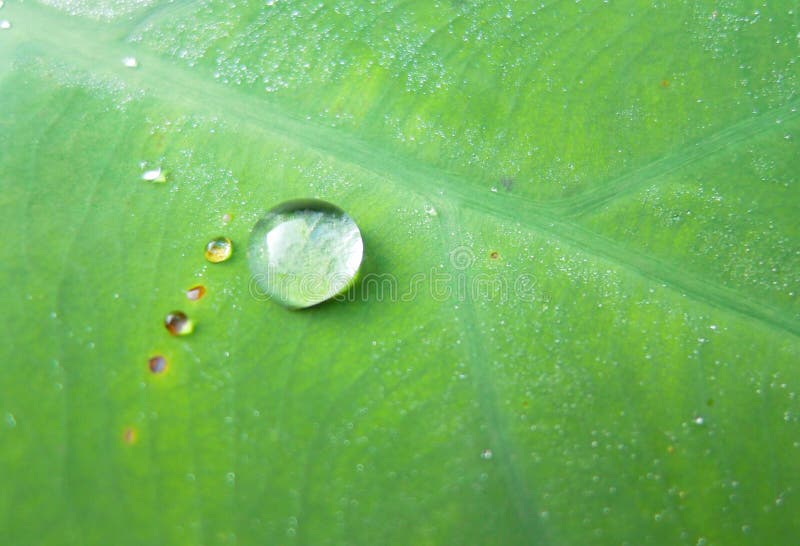 Drop on leaves stock image. Image of garden, focus, zoom - 46425677