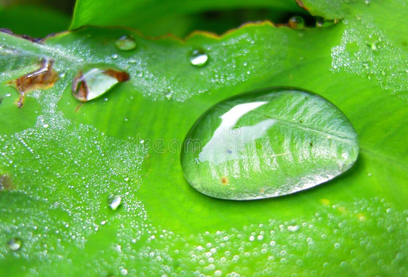 Drop on leaves stock photo. Image of garden, park, zoom - 46425798