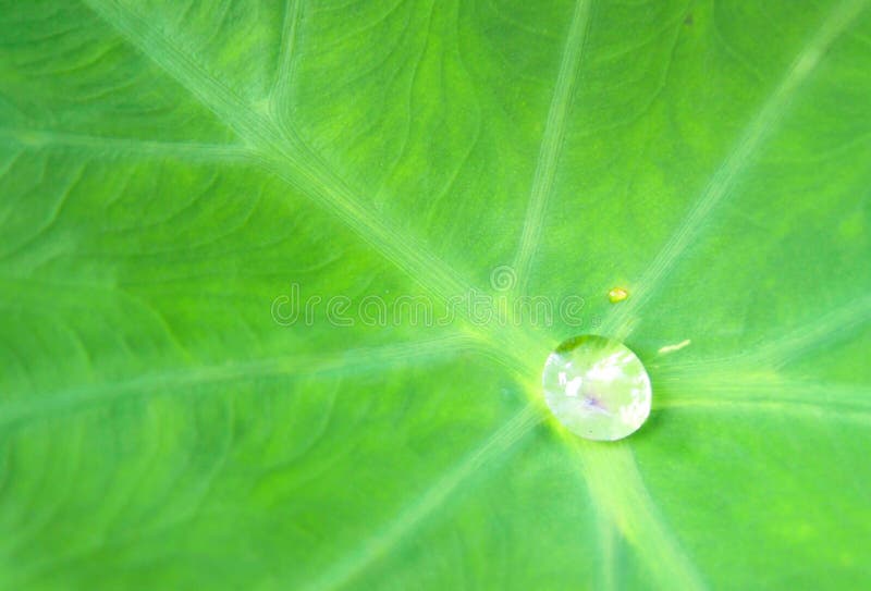 Drop on leaves stock photo. Image of nature, mobilestock - 46425890