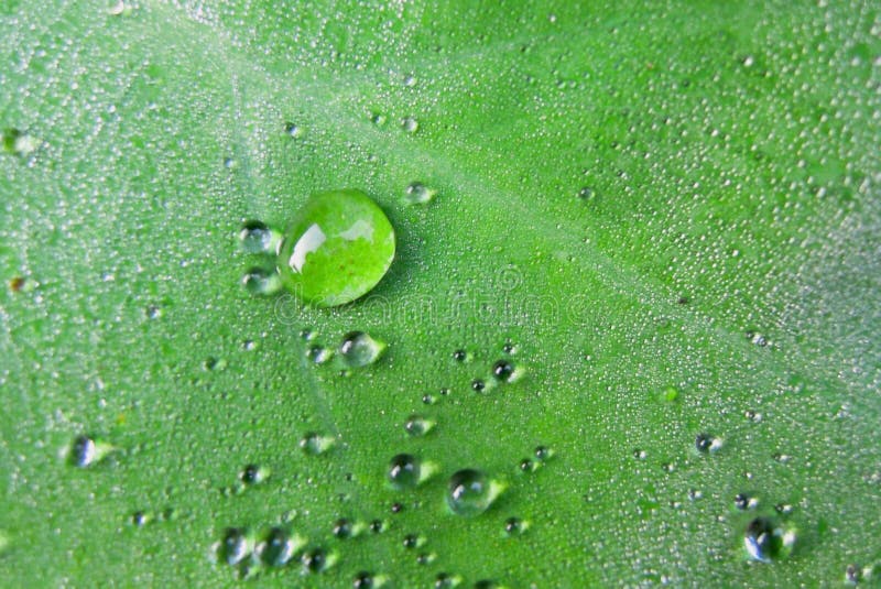 Drop on leaves stock photo. Image of drop, plant, green - 46452320
