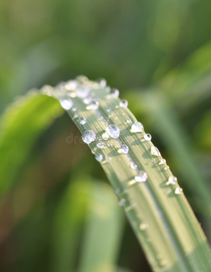 Drop leaves grass stock photo. Image of grassland, background - 70114684