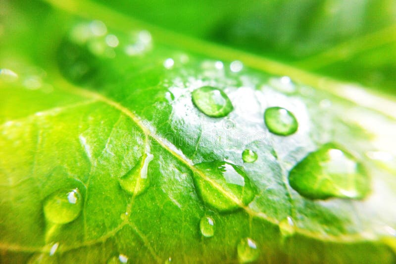 Drop on leaves stock image. Image of focus, macro, nature - 44864251