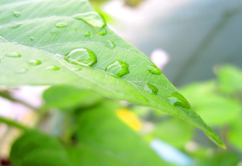 Drop on leaves stock photo. Image of focus, leaf, tree - 44863936