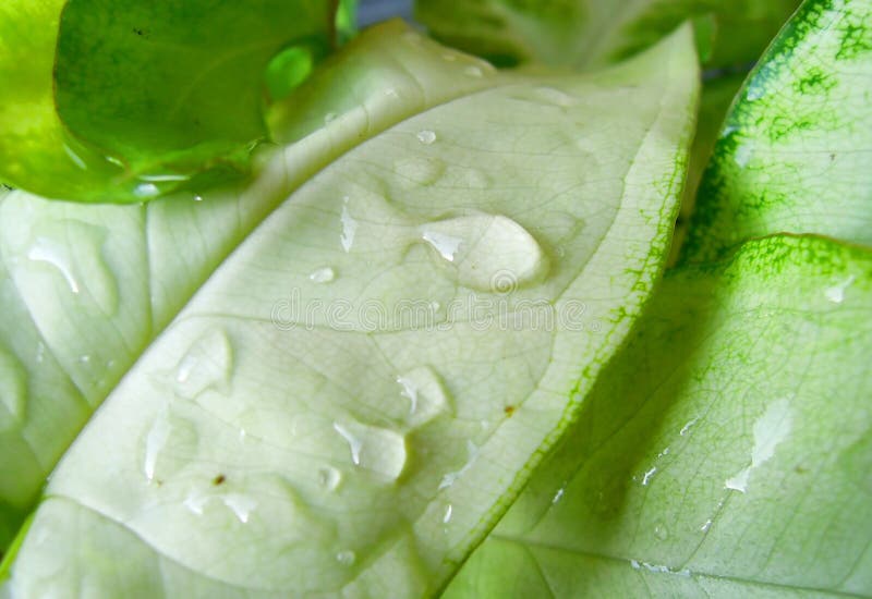 Drop on leaves stock image. Image of drop, leaf, focus - 44905953